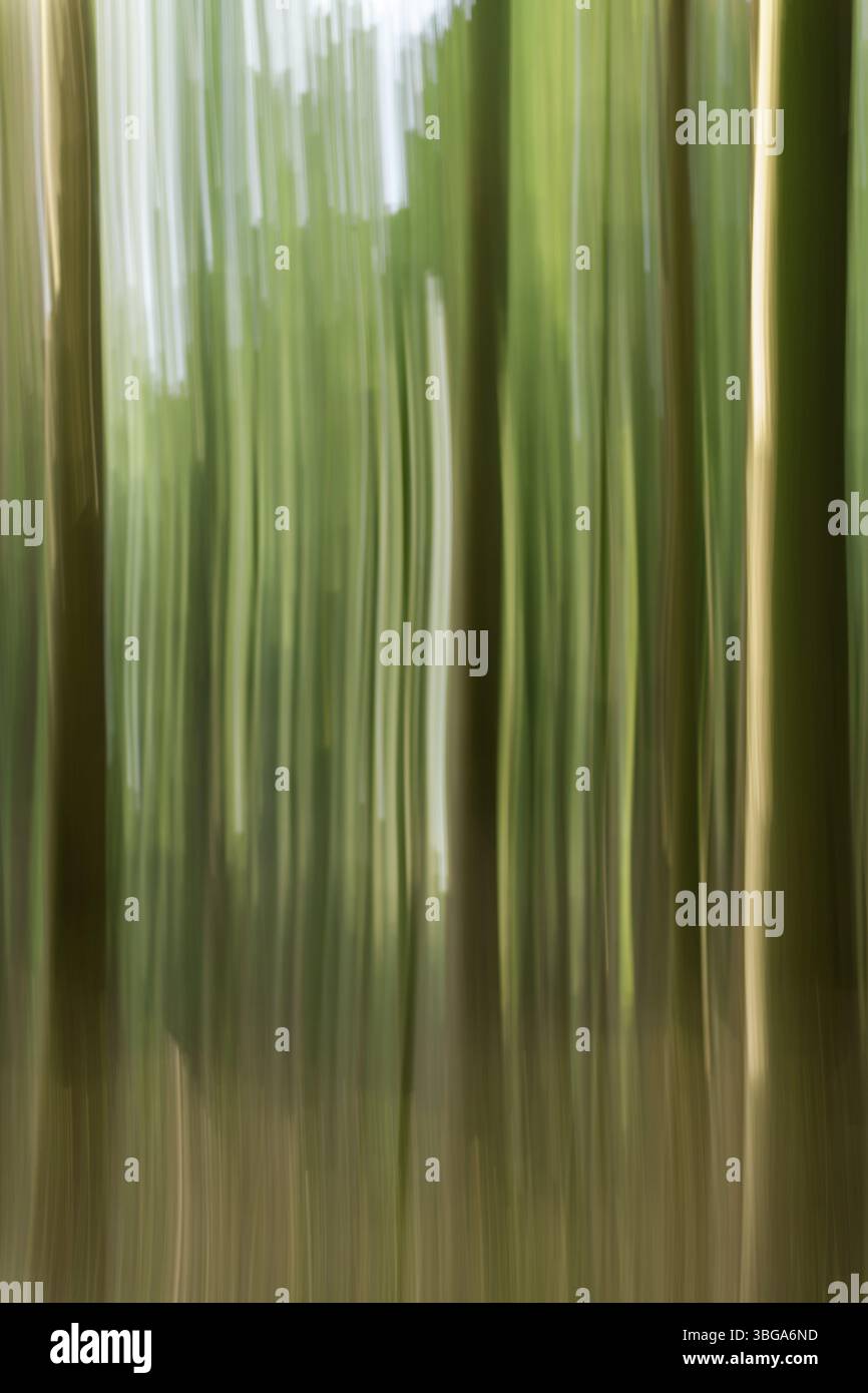 Long exposure in the forest in an abstract look with horizontal lines ...