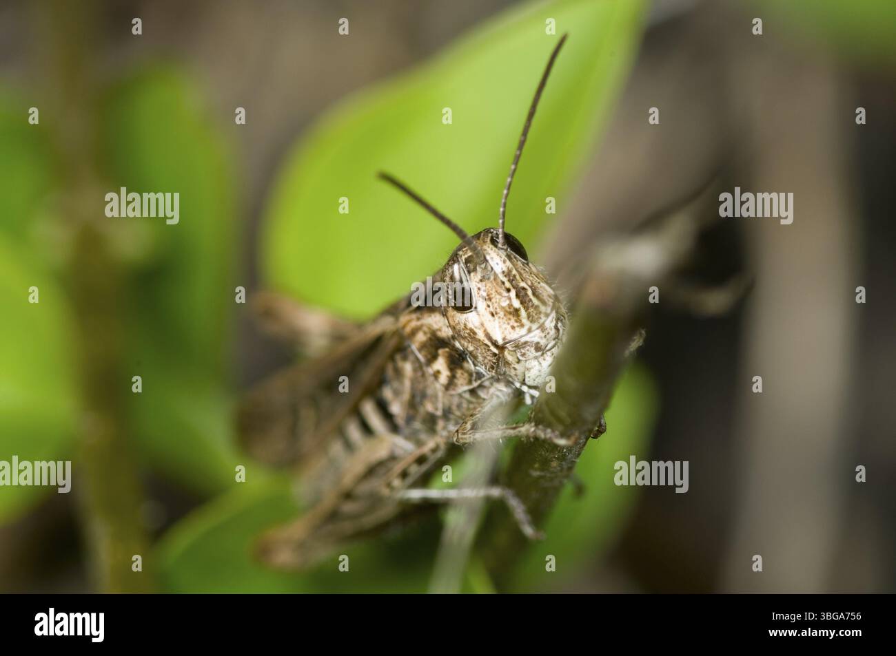 Frontal macro view of a grasshopper (chorthippus parallelus) sitting on ...