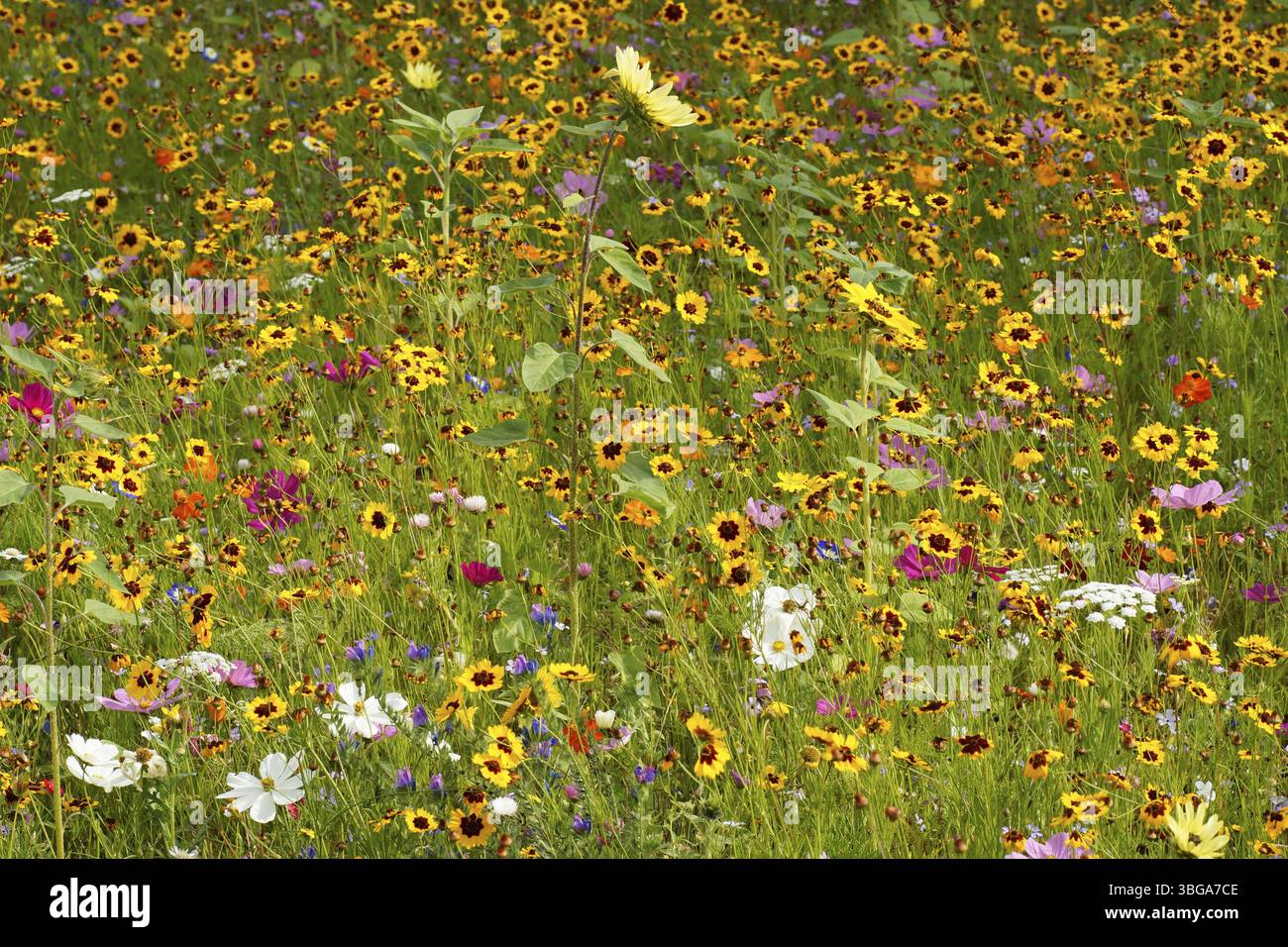 Summer wildflower field Stock Photo - Alamy