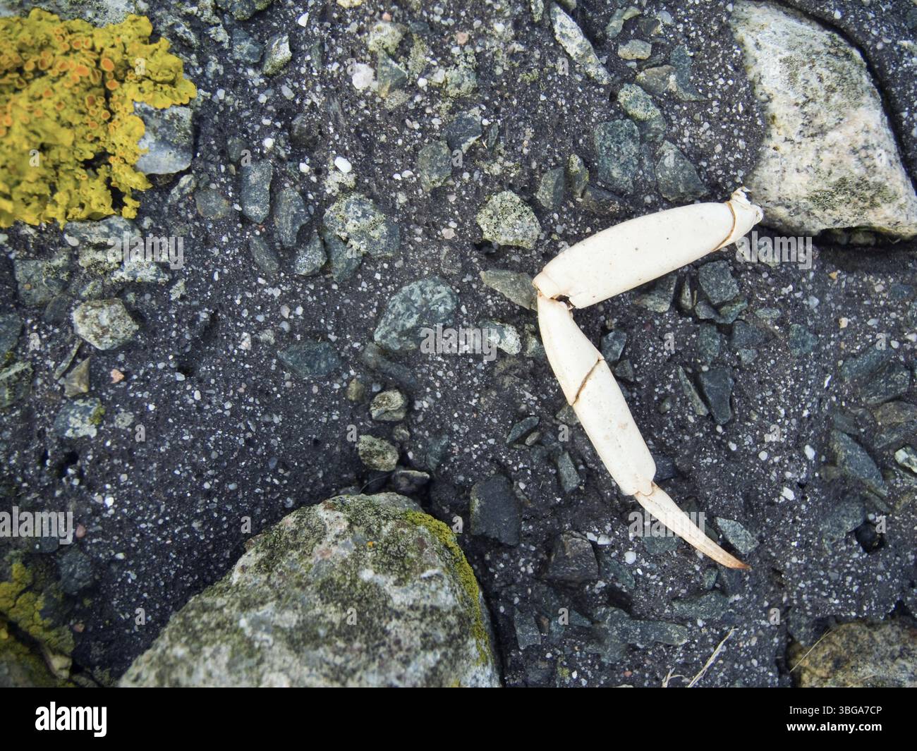Single crab foot on stony ground on the North Sea beach in top view in ...
