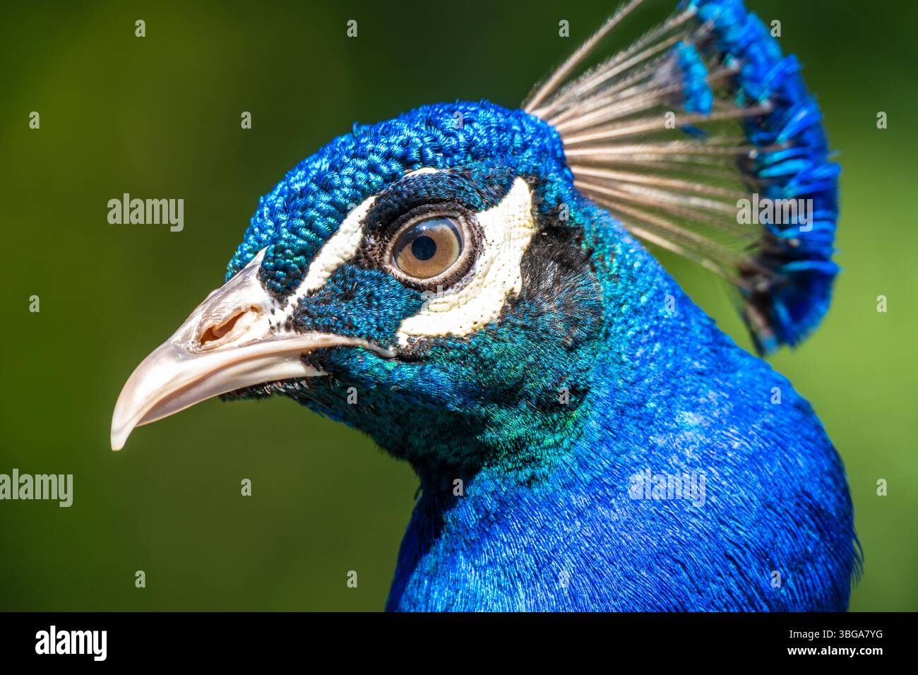 Close-up portrait of a beautiful Indian Peacock at the Yellow River ...