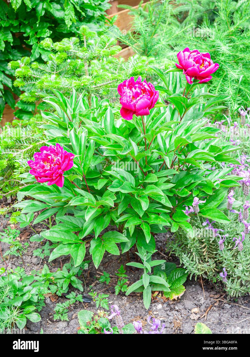 Bright pink colored peonies (Paeonia) in a backyard Stock Photo - Alamy