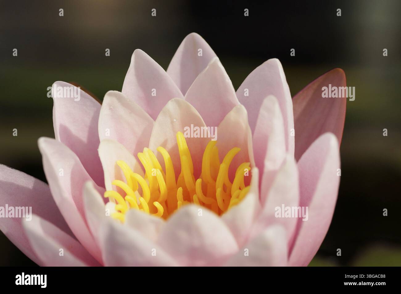 Water Lily, nymphaeaceae Stock Photo - Alamy