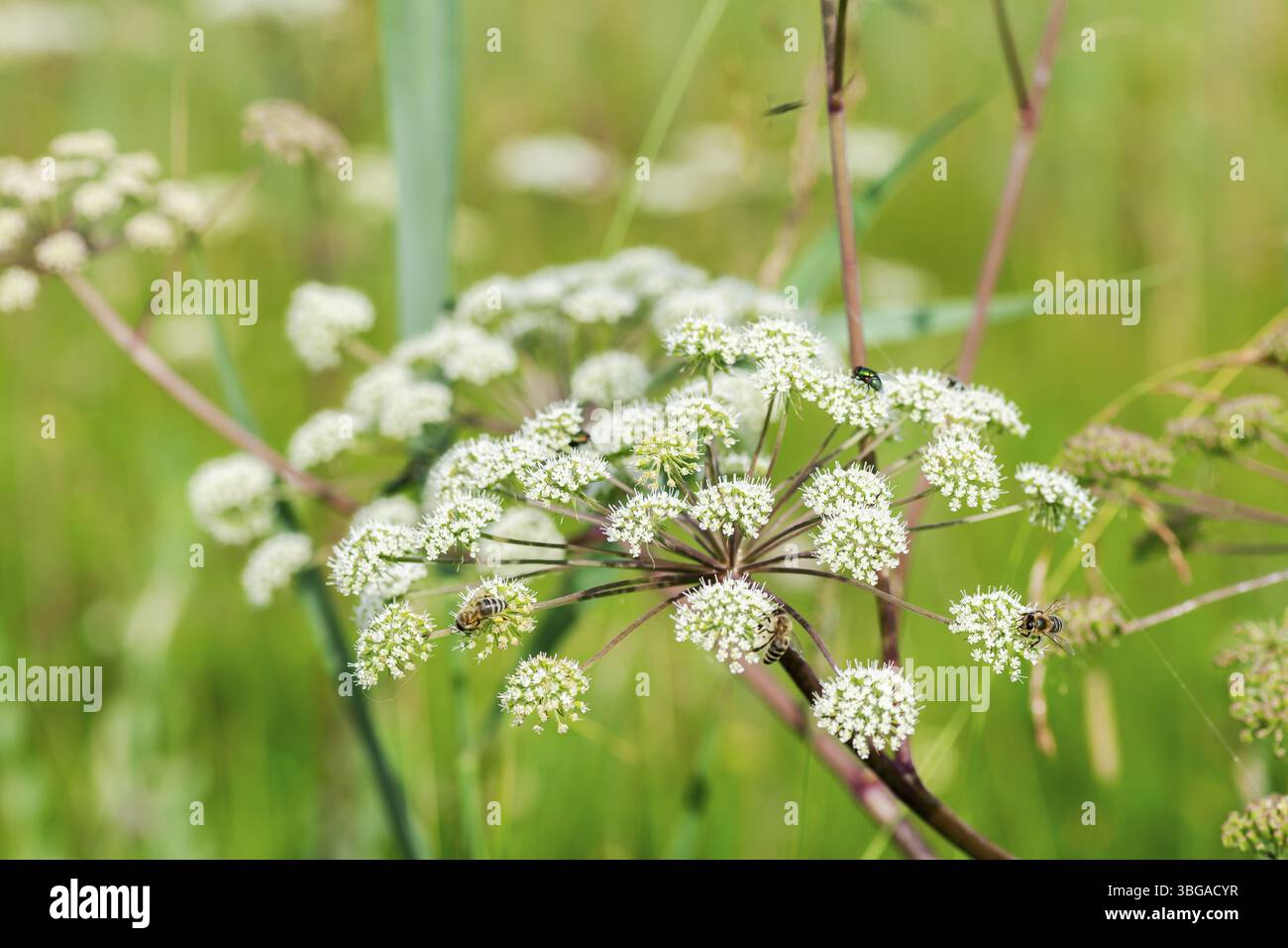 Close-up of the umbelliferous flowers of a meadow hogweed (lat ...
