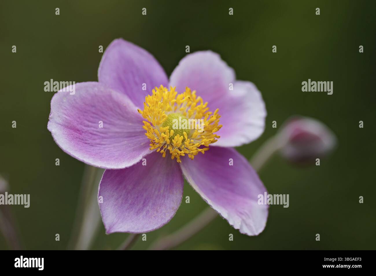 Purple flowering anemone Stock Photo - Alamy