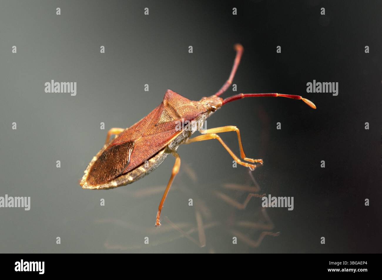 Lateral close-up of a brown border bug (lat: Gonocerus acuteangulatus ...