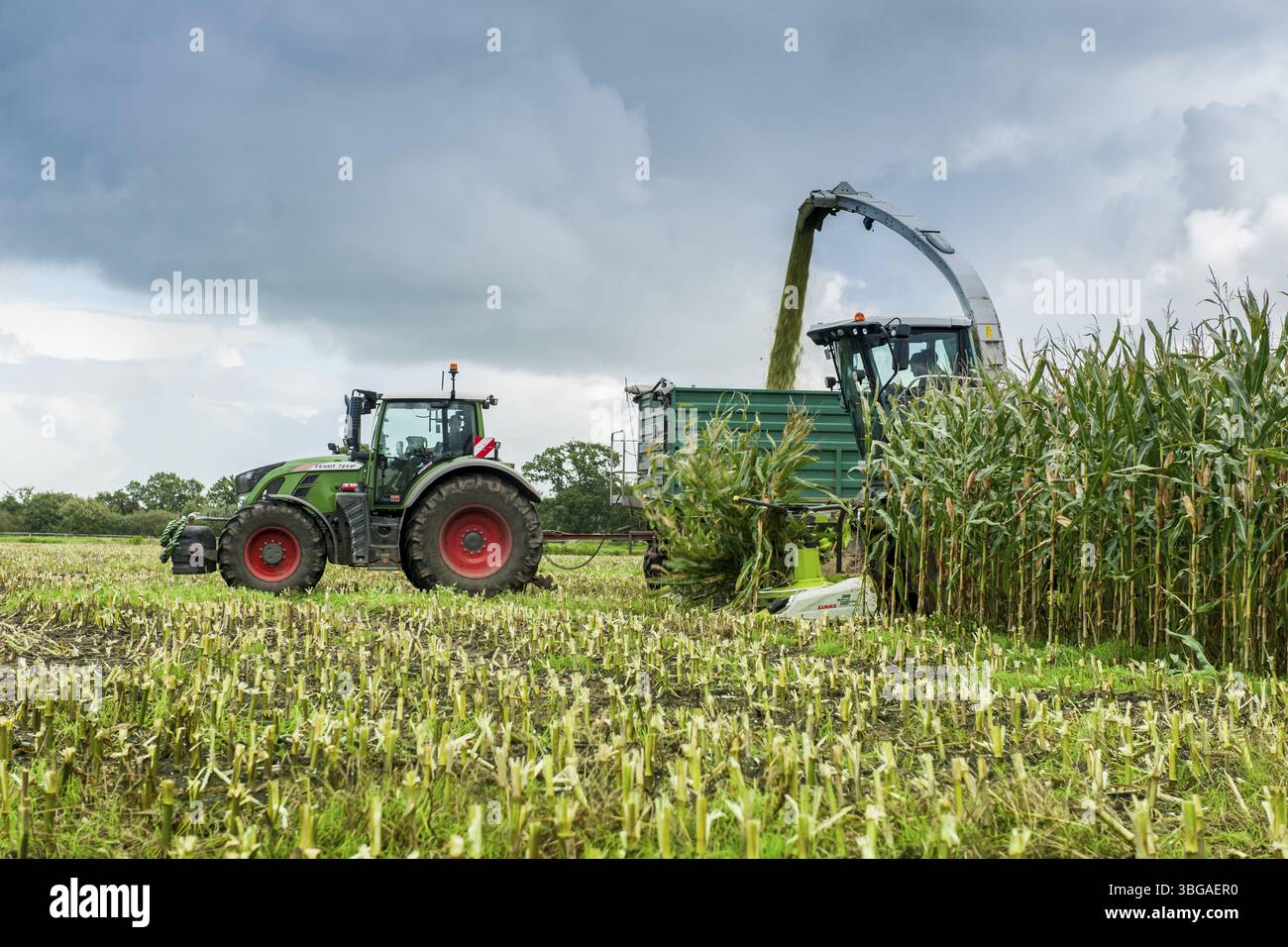 Side view of a maize harvesting team consisting of a forage harvester ...