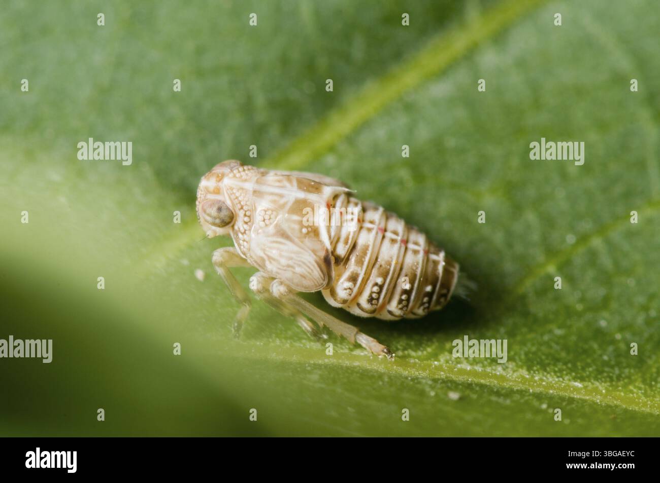 Full body view of a rush cicada in the developmental stage between ...