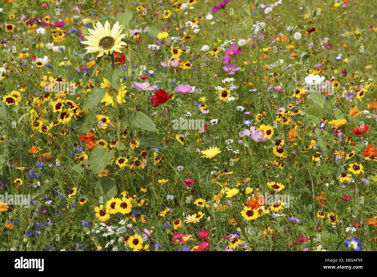 Wildflower background image hi-res stock photography and images - Alamy