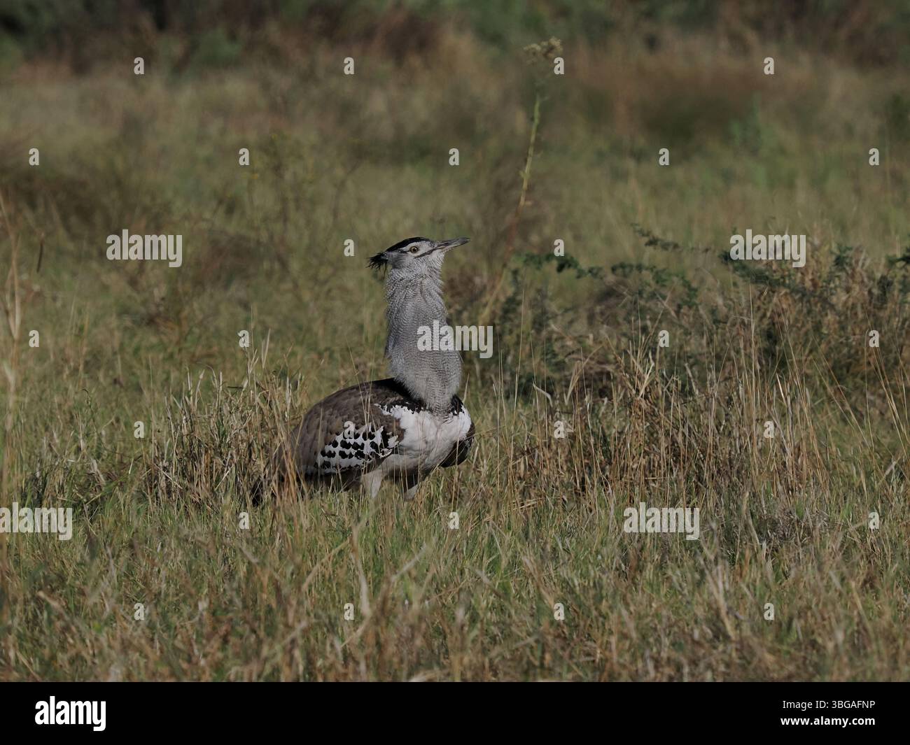 The kori bustard replaced the lilac breasted roller as Botswana's ...