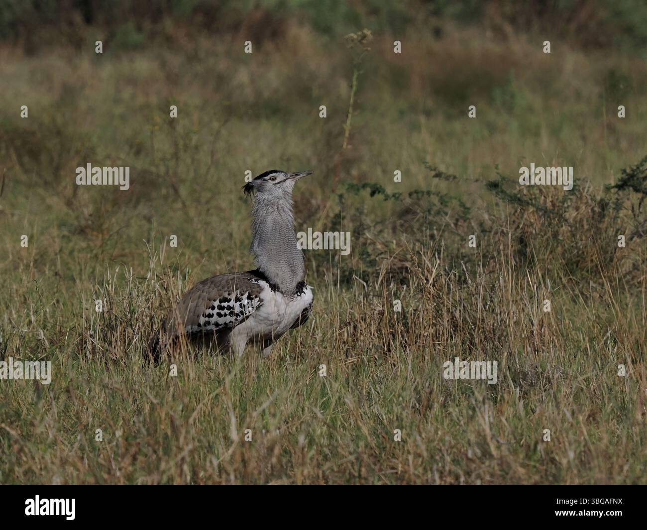 The kori bustard replaced the lilac breasted roller as Botswana's ...