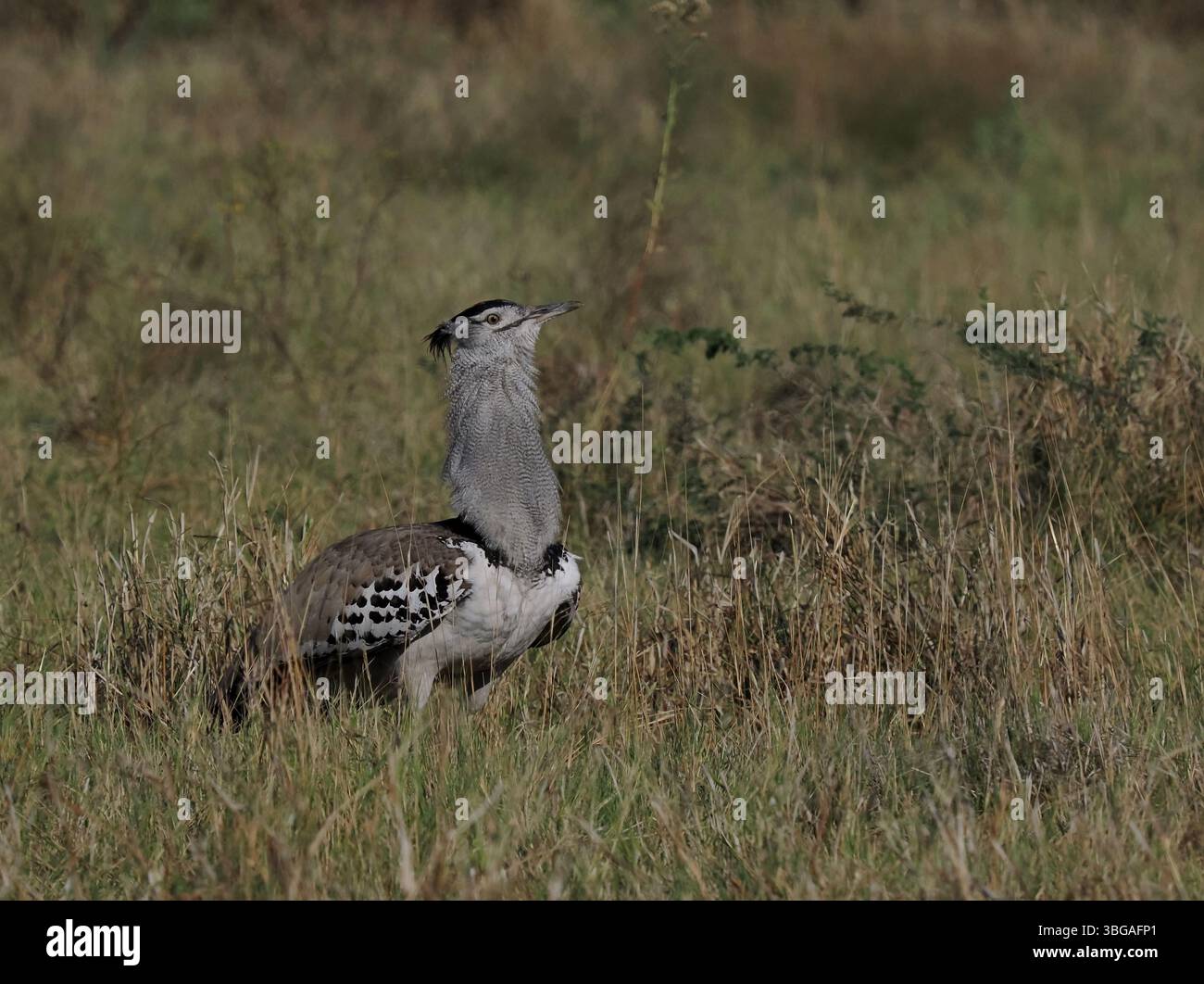 The kori bustard replaced the lilac breasted roller as Botswana's ...