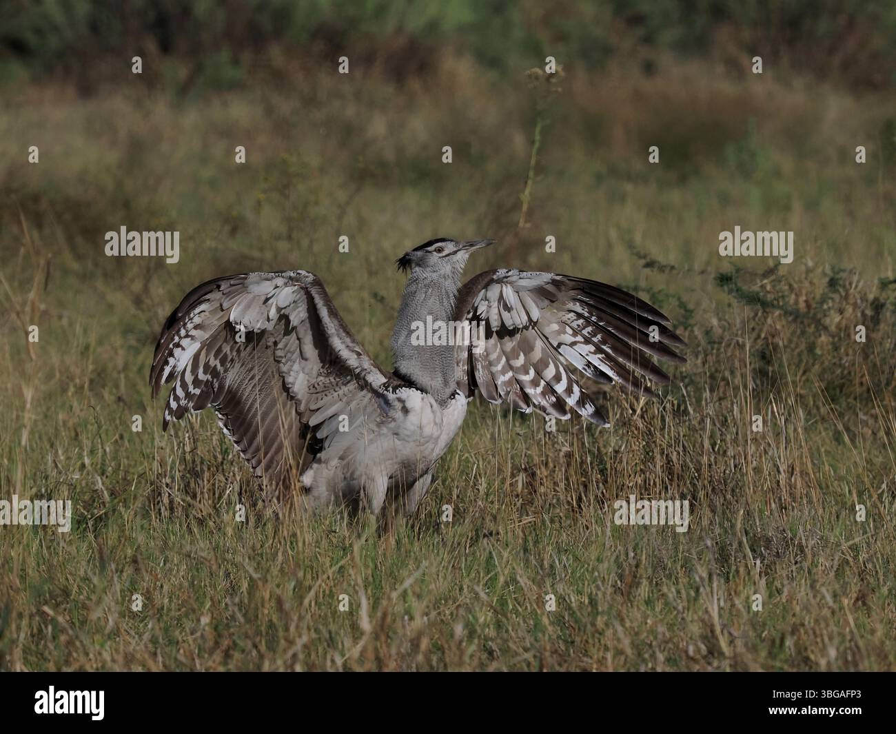 The kori bustard replaced the lilac breasted roller as Botswana's ...