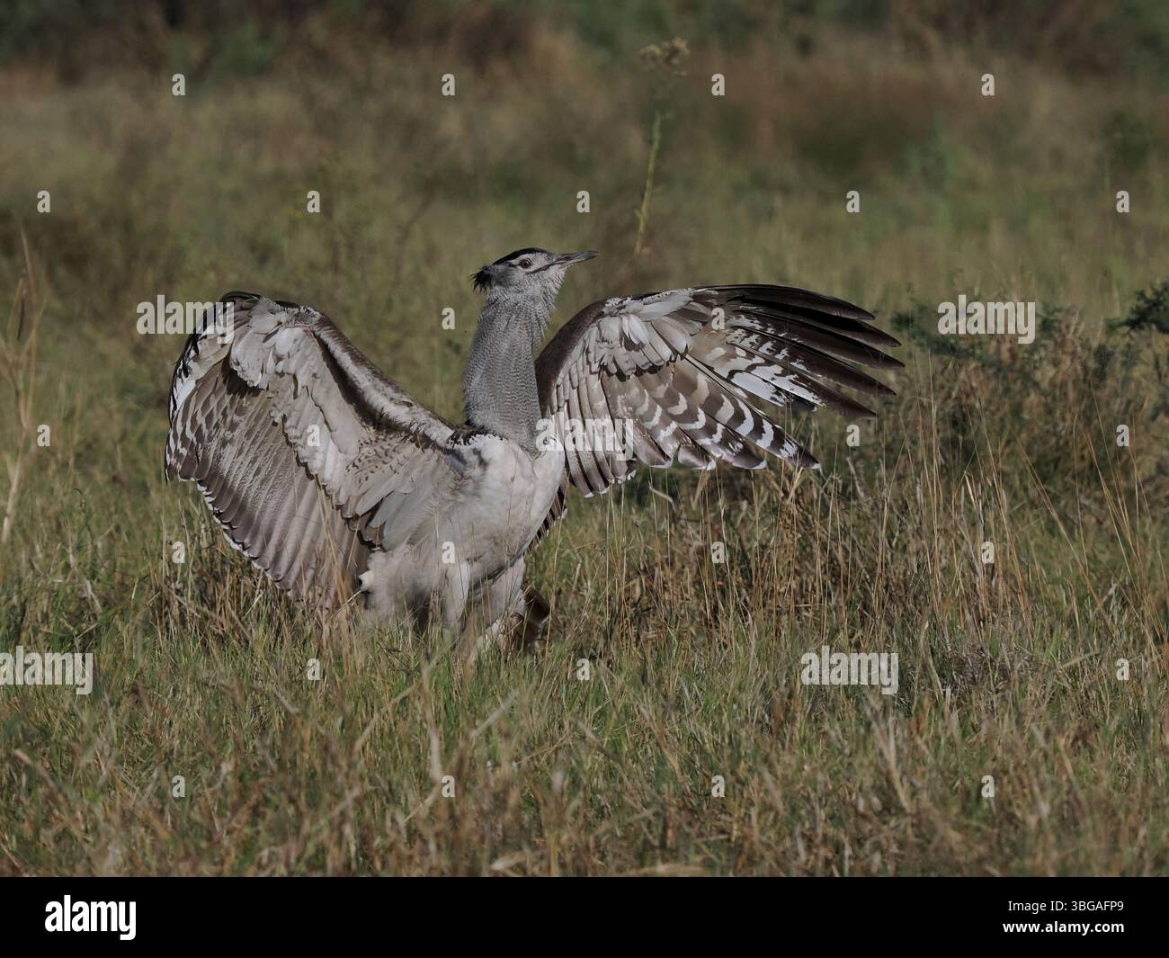 The kori bustard replaced the lilac breasted roller as Botswana's ...