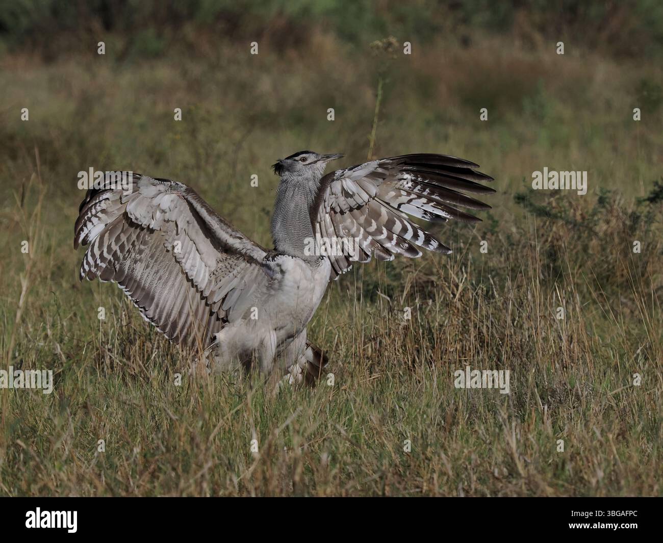 The kori bustard replaced the lilac breasted roller as Botswana's ...
