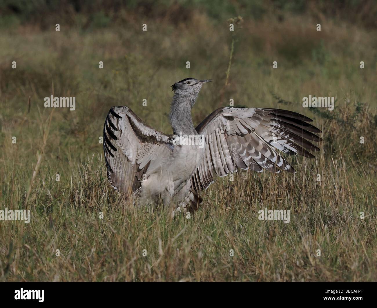 The kori bustard replaced the lilac breasted roller as Botswana's ...