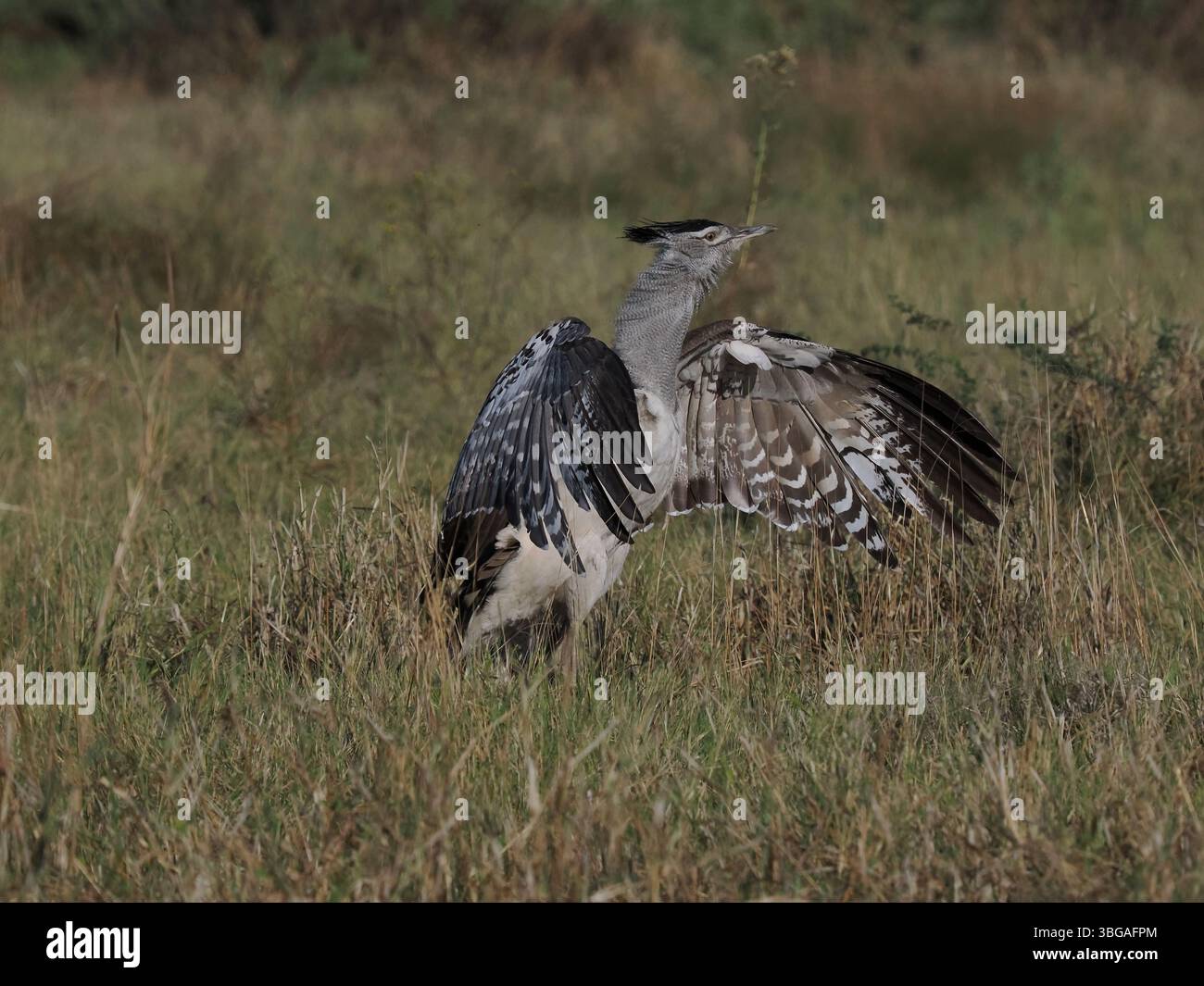 The kori bustard replaced the lilac breasted roller as Botswana's ...