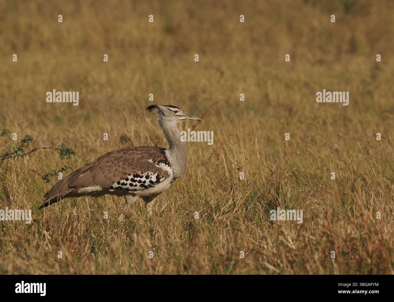 The kori bustard replaced the lilac breasted roller as Botswana's ...