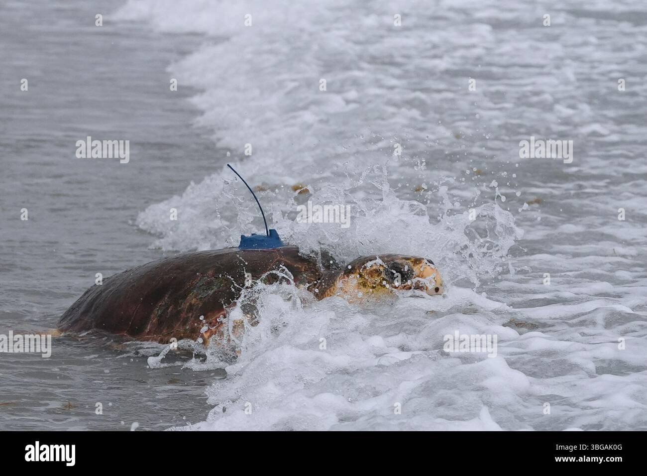 An adolescent loggerhead sea turtle named Dilly-Dally, whose front ...