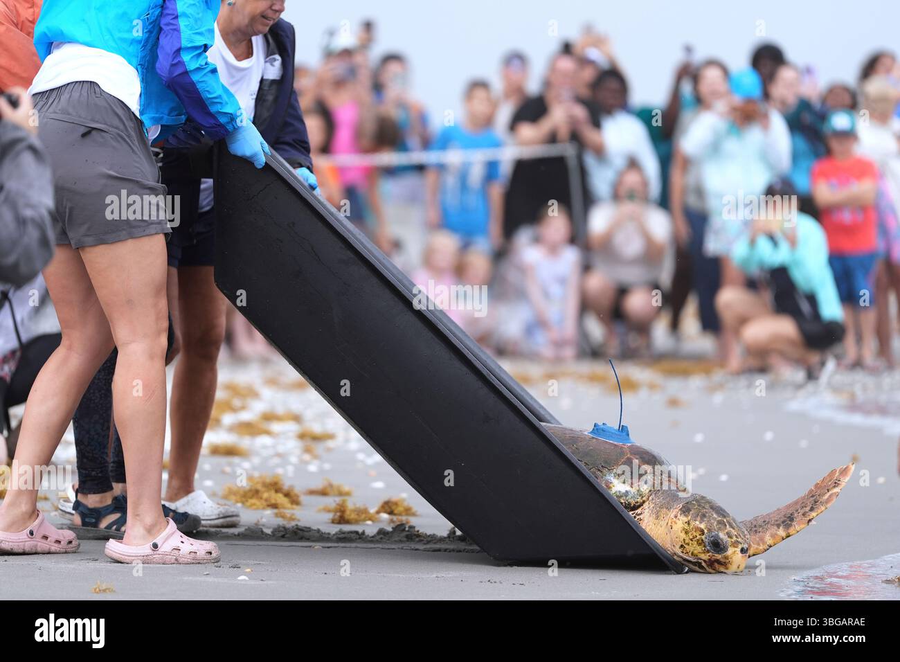 Staff release an adolescent loggerhead sea turtle named Dilly-Dally ...