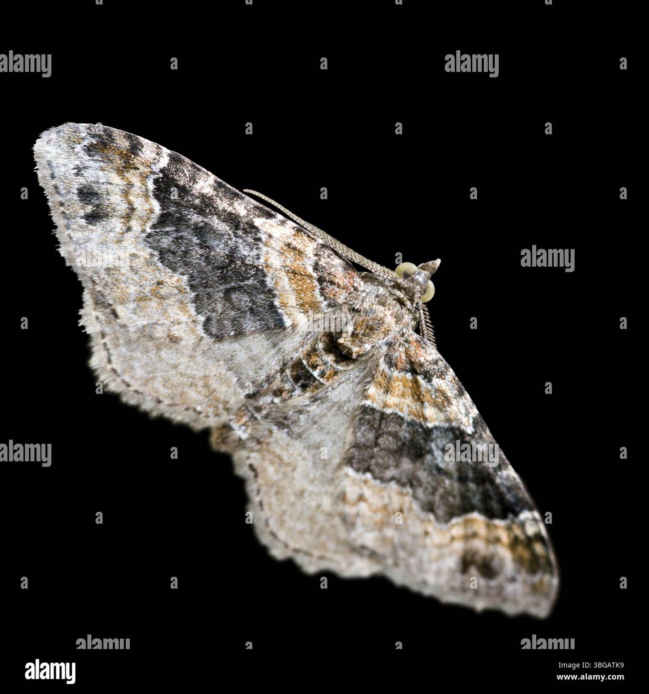Diamondback moth hi-res stock photography and images - Alamy