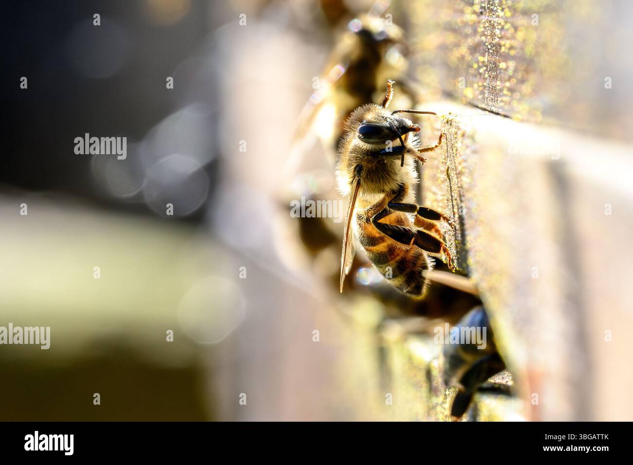 Honey bees crawling around hive hi-res stock photography and images - Alamy