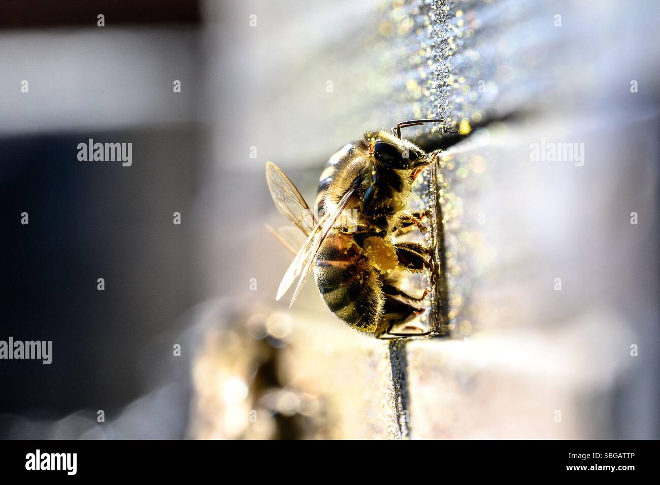 Description: Side view close-up of nectar-bearing bee crawling around ...