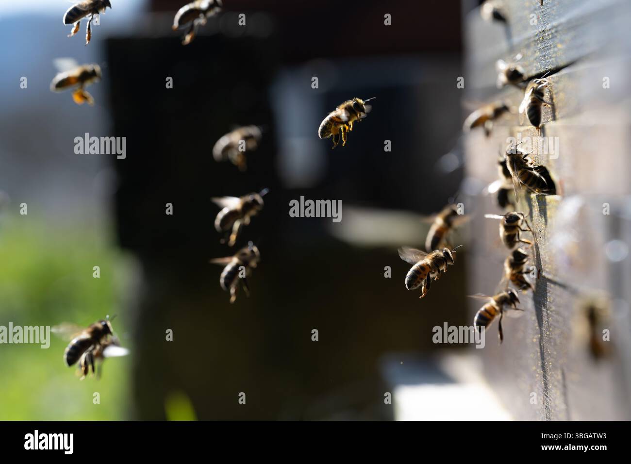 Description: Side view of bees flying around their hive entrance. Baden ...