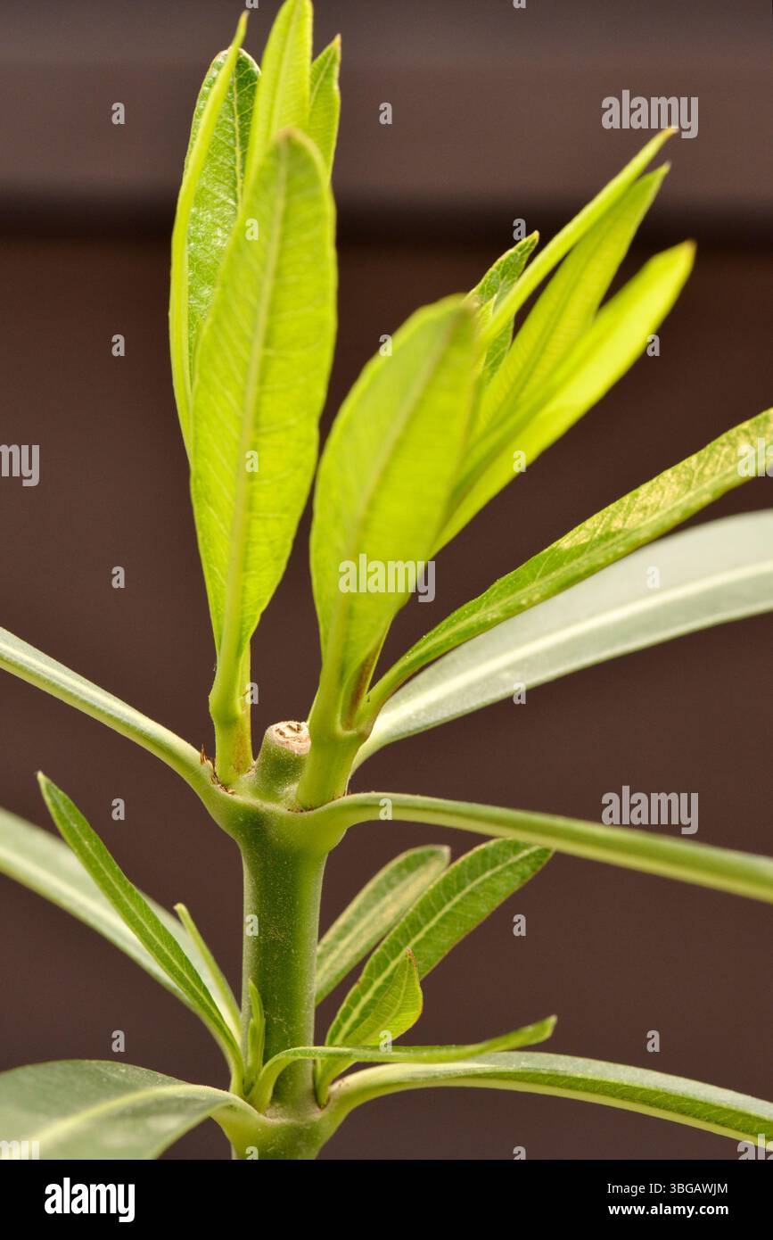Fresh Nerium oleander shoots and young leaves on a potted plant after ...