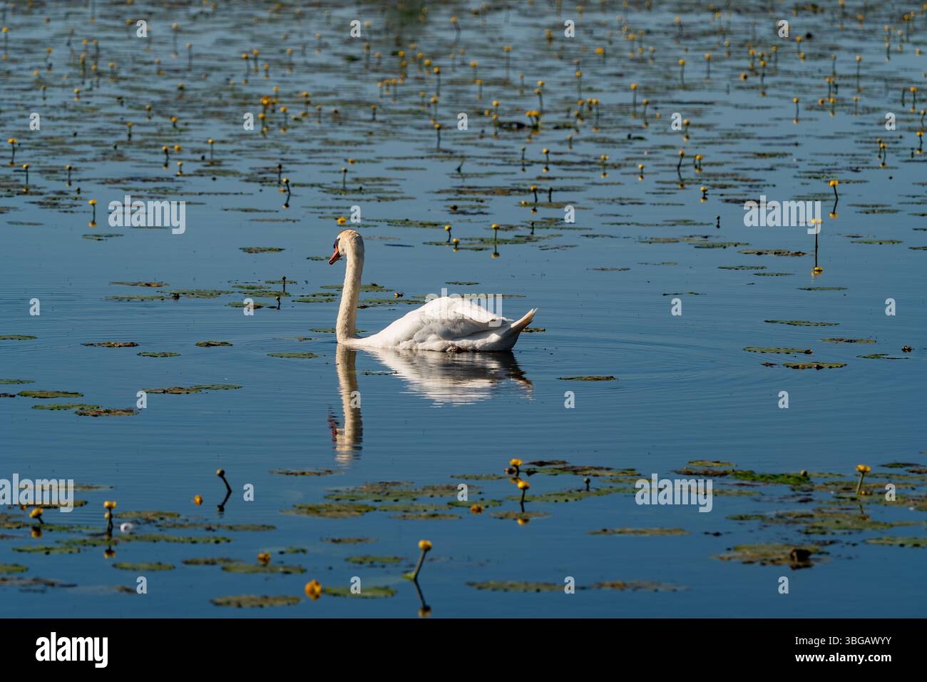 Graceful white swan gliding through hi-res stock photography and images ...