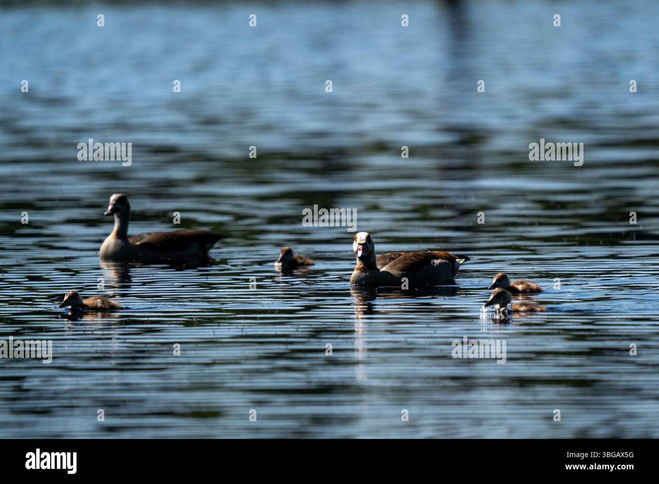 Family of Shelducks on Water Stock Photo - Alamy