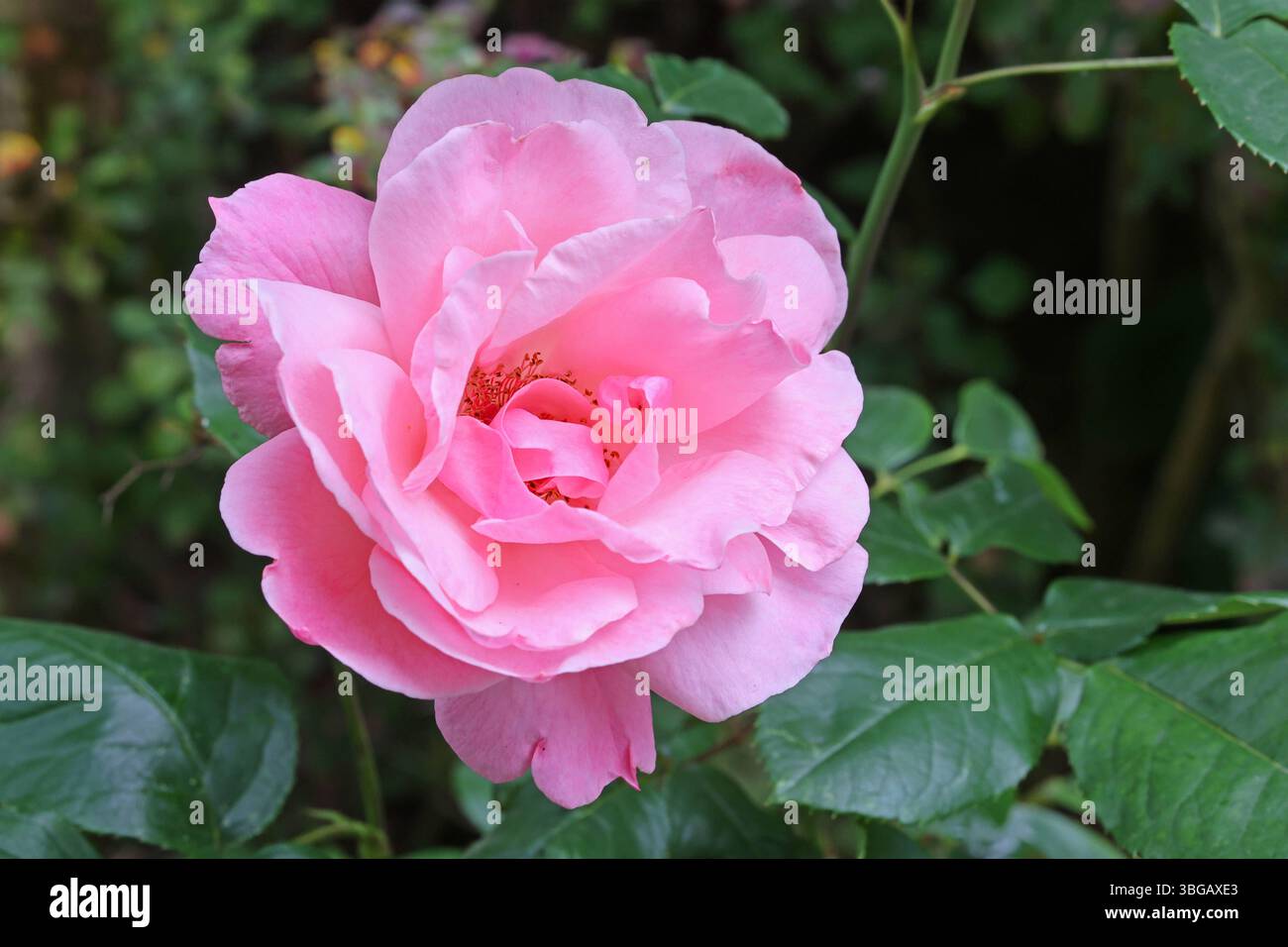 Rosen in Hausgärten Gartenrosen der Sorte Queen Elizabeth blühen zur ...