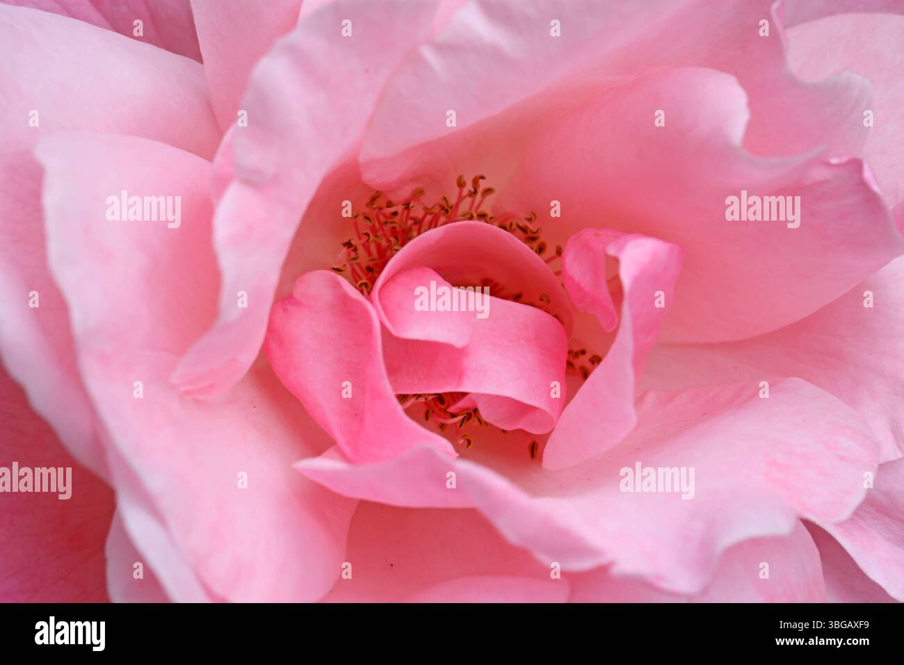 Rosen in Hausgärten Gartenrosen der Sorte Queen Elizabeth blühen zur ...