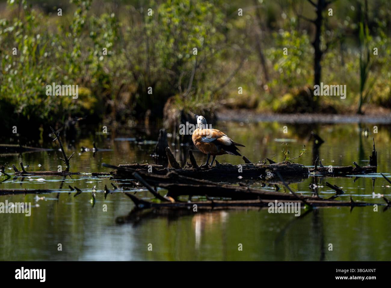 Fallen tree in moorland hi-res stock photography and images - Alamy