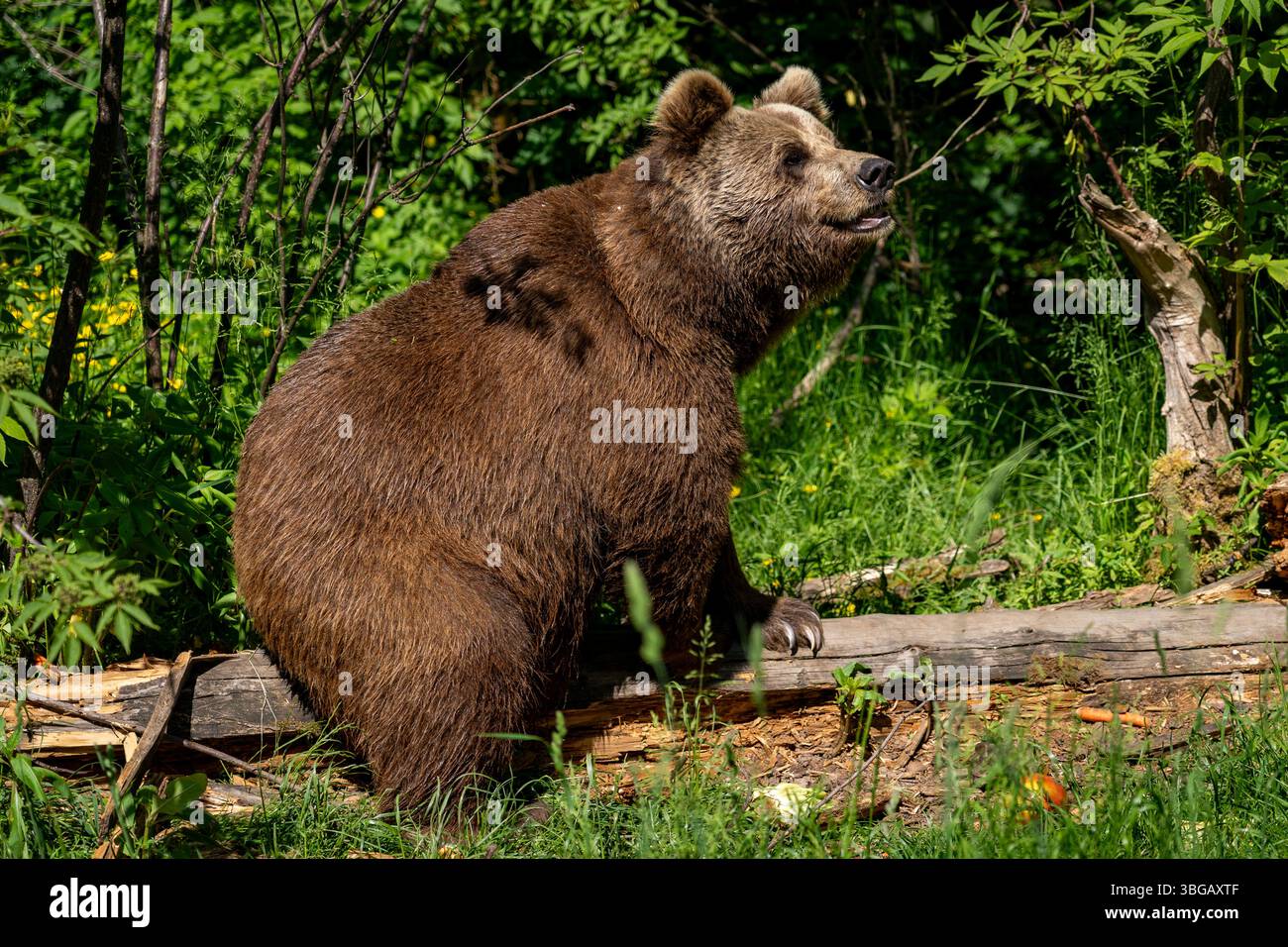 Brown Bear Resting on Fallen Tree at Alternativer Bärenpark Schwarzwald ...