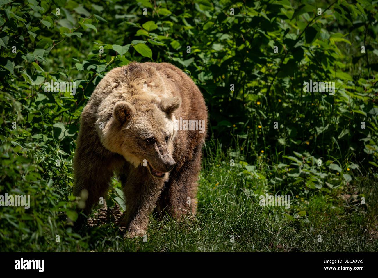 Brown Bear Walking Through Forest at Alternativer Bärenpark Schwarzwald Stock Photo - Alamy