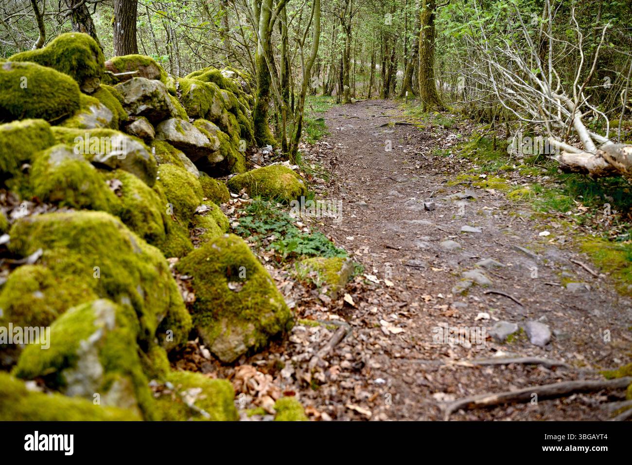 Beautiful forest or woods path with moss. Skrylle naturreservat Skane ...
