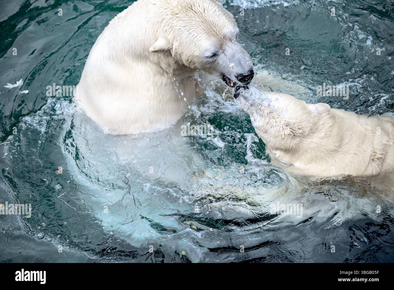 Description: Polar bears test their strength in the water Stock Photo ...