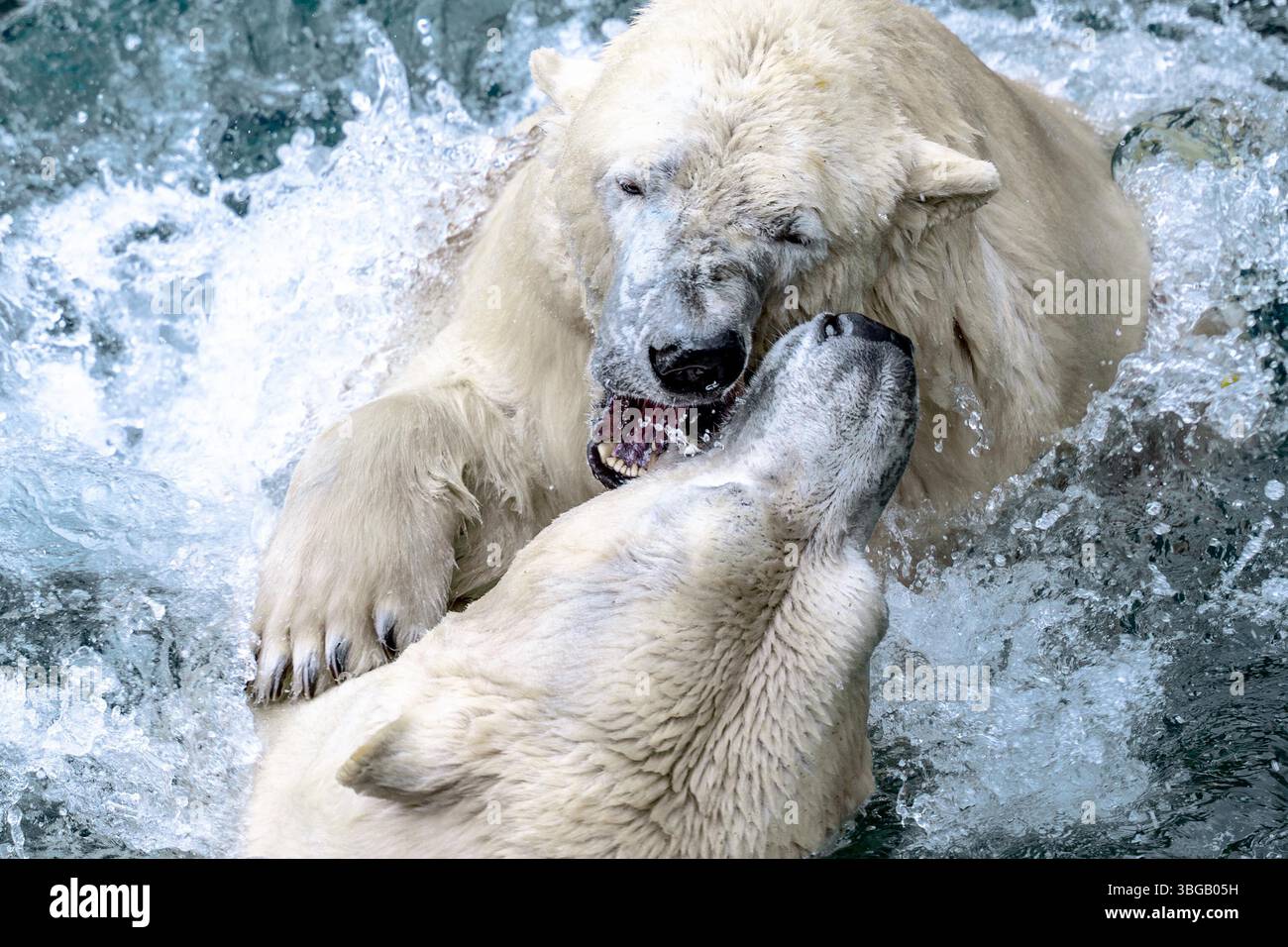 Description: Polar bears wrestle and test their strength in the water ...
