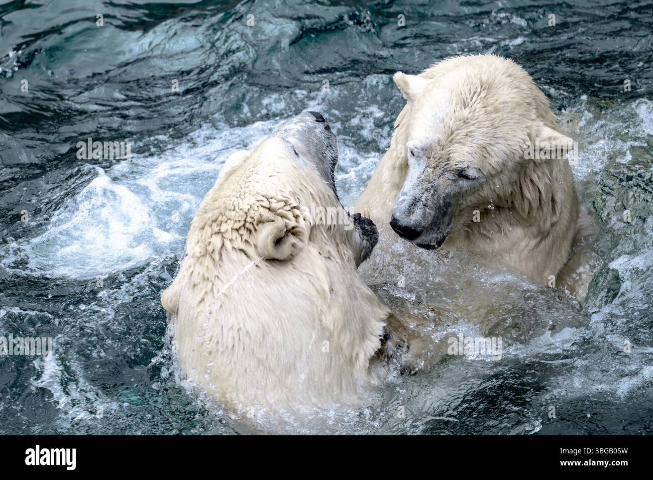 Description: Polar bears wrestle in the water Stock Photo - Alamy