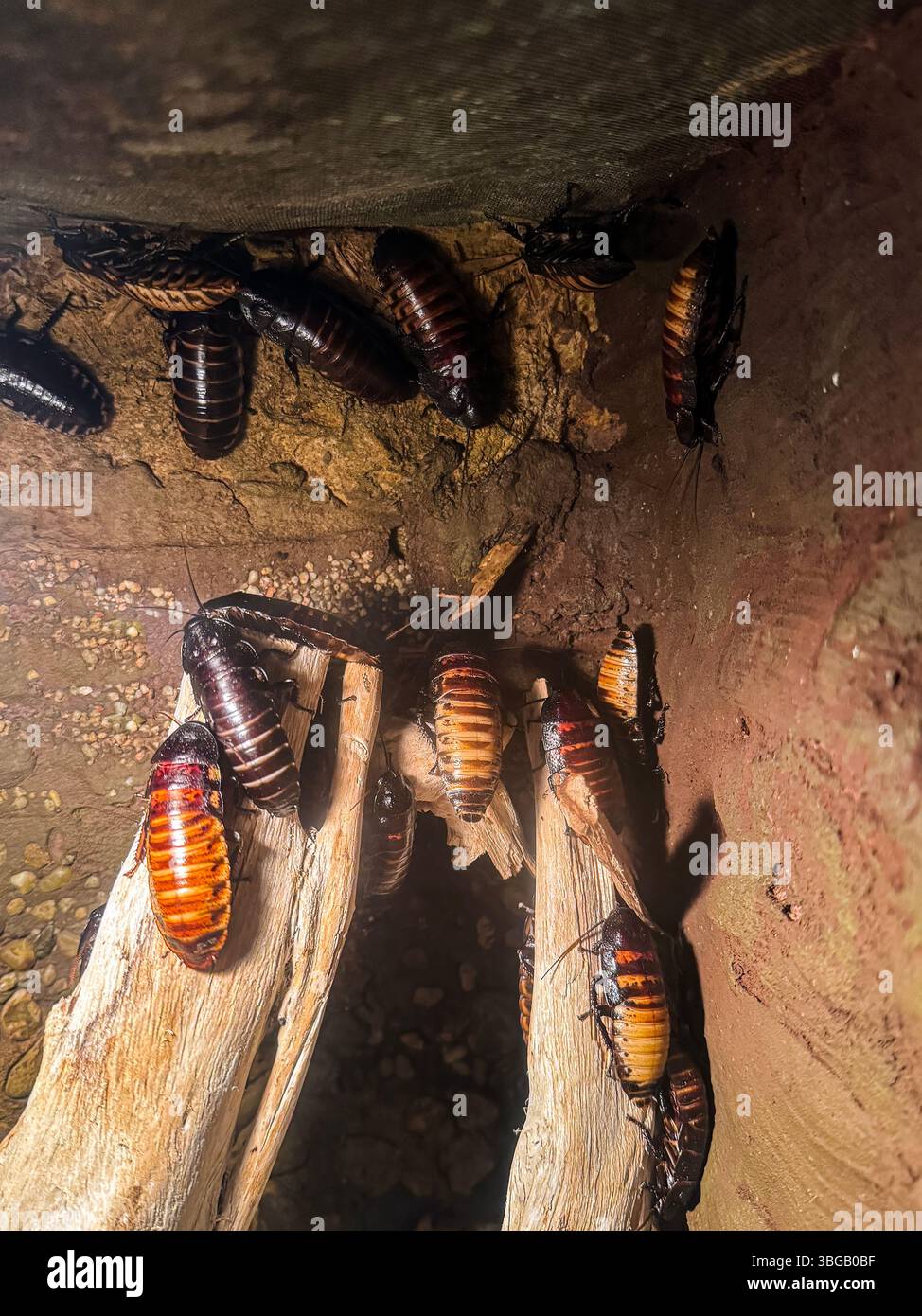 Detailed image of Madagascar hissing cockroaches in their naturalistic ...
