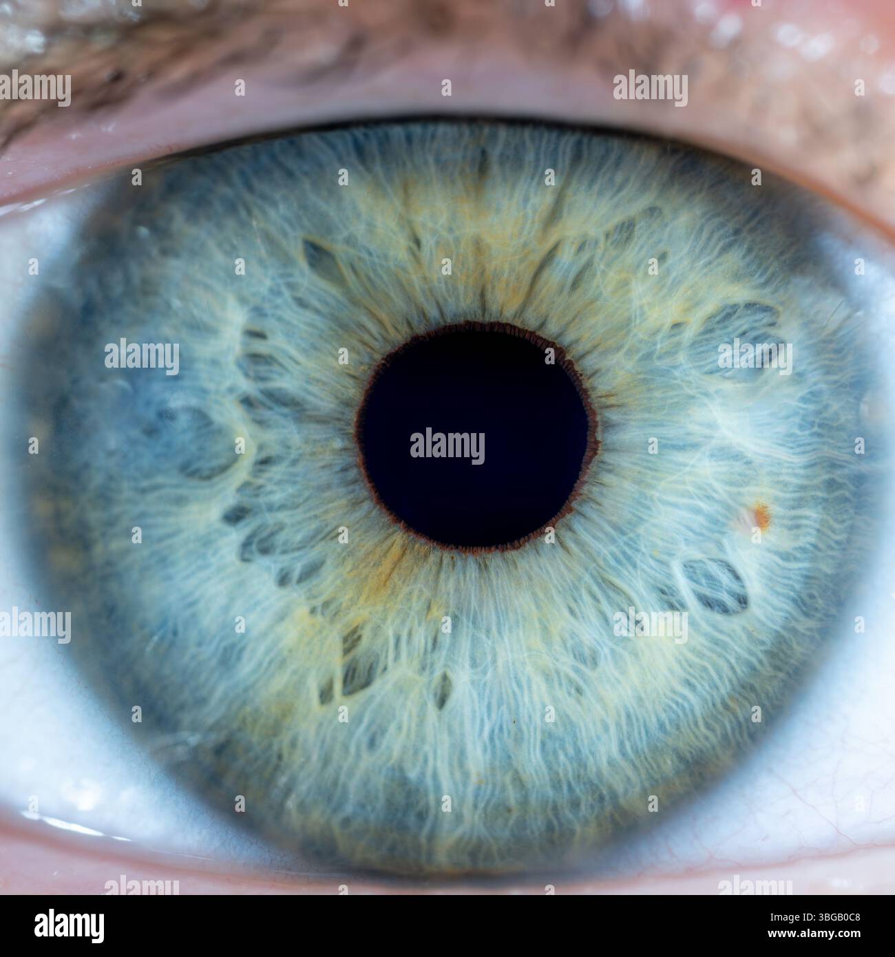Description: Macrophotography of female eye with green blue coloured ...