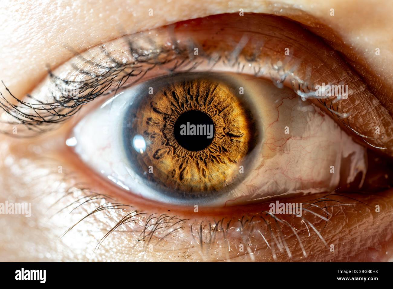 Description: Female eye with brown coloured iris. Structural and ...