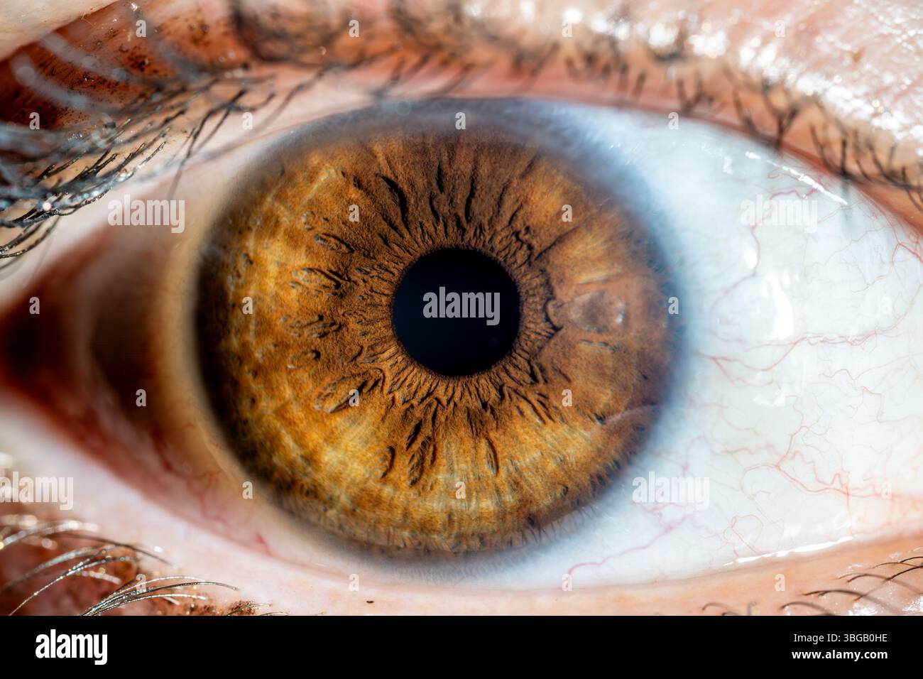 Description: Close-up of female eye with brown coloured closed iris ...