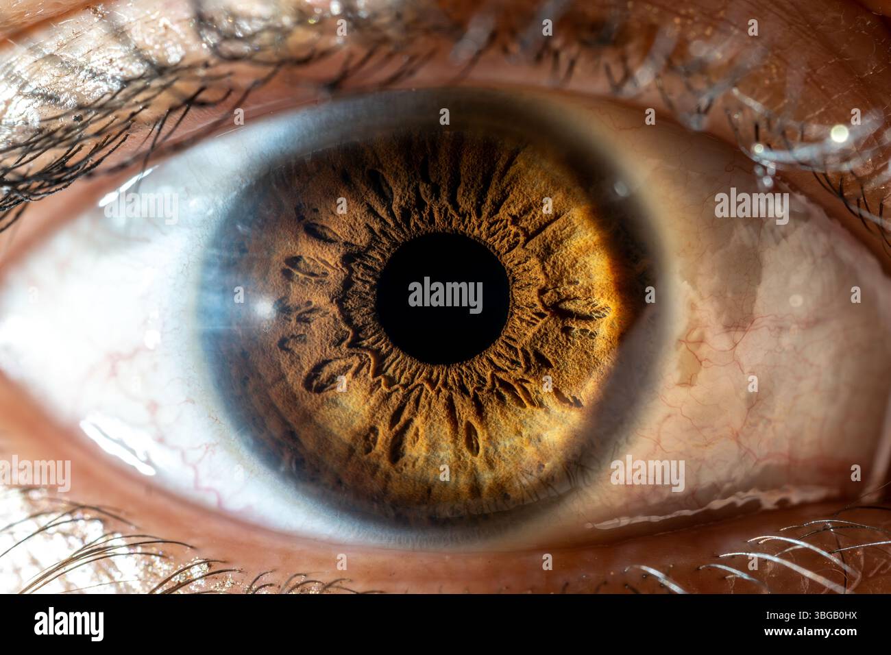 Description: Close-up of female eye with brown coloured closed iris ...