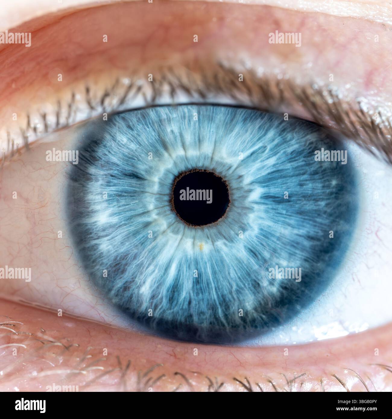 Description: Macrophotography of male eye with blue coloured relaxed ...