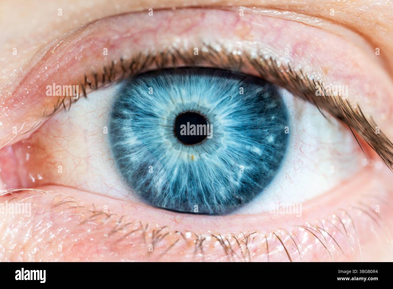 Description: Male whole eye with blue coloured iris. Structural and anatomical details of human ...