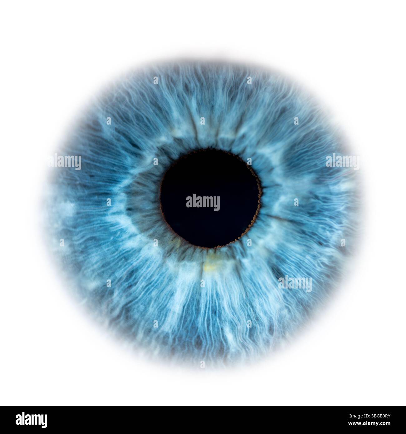 Extreme close up human eye Cut Out Stock Images & Pictures - Alamy