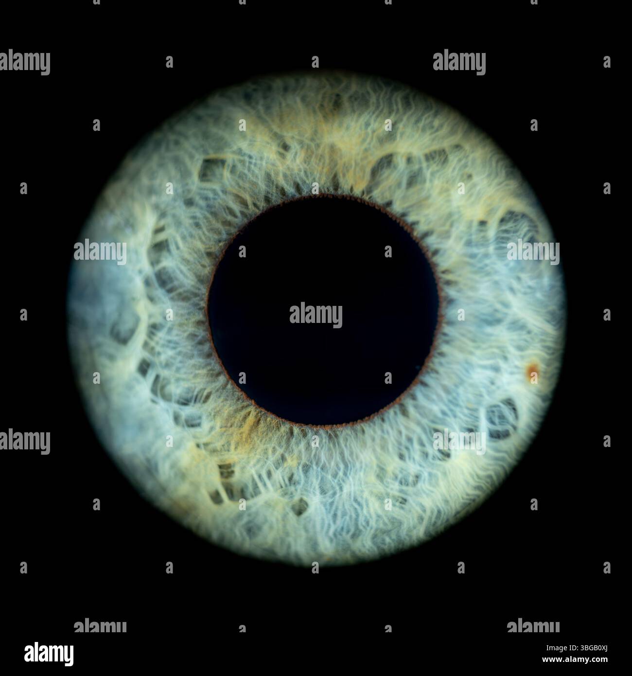 Description: Super close-up of female green coloured contracted iris ...