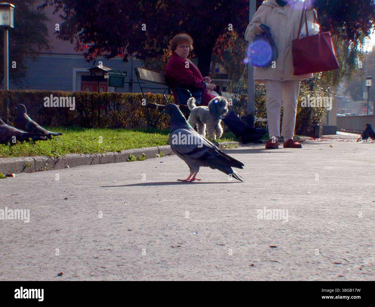 pigeon or dove, a flying feathered animal in the city pigeon or dove ...